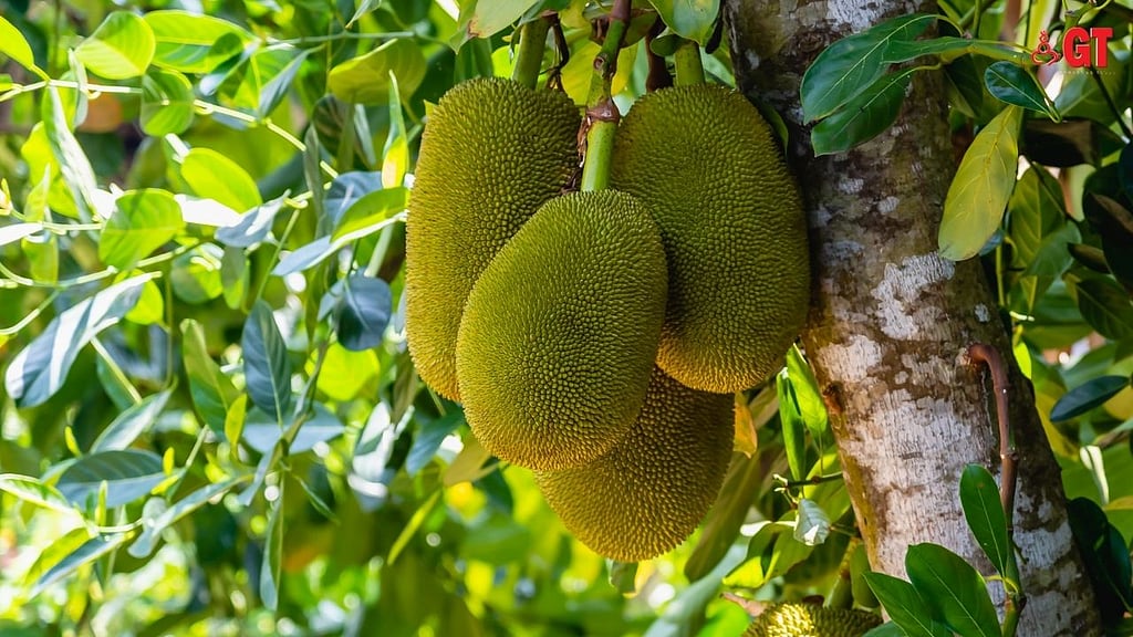 Jackfruit, a versatile Goan delicacy | Gomantak Times