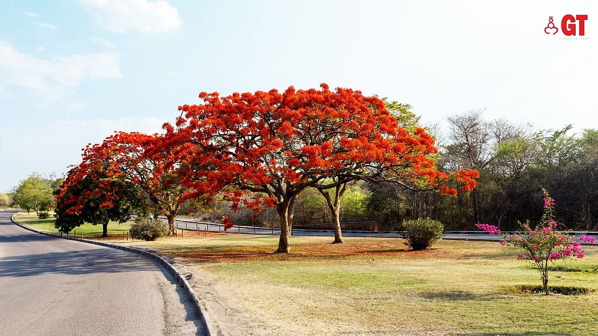 Pole planting to make instant trees in Goa | Pole Planting In Goa ...