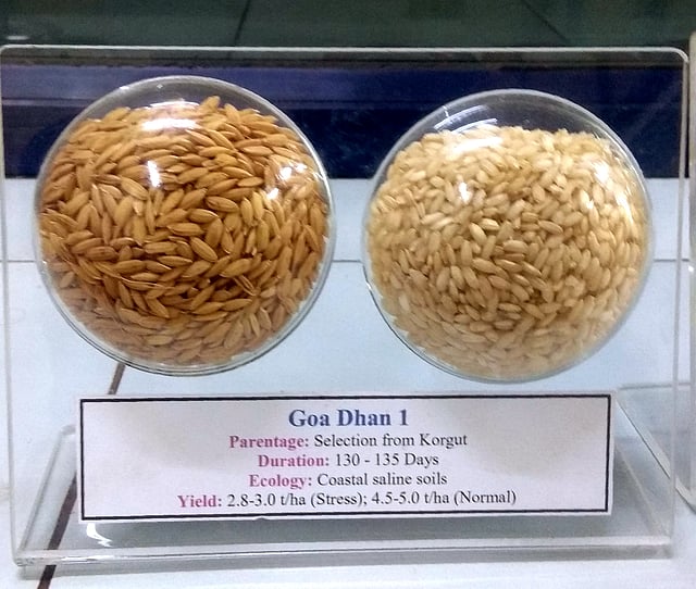 ICAR's big contribution to Goa's rice heritage | Goa ICAR | Gomantak Times