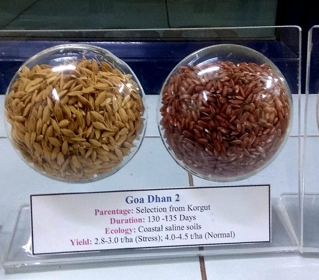 ICAR's big contribution to Goa's rice heritage | Goa ICAR | Gomantak Times