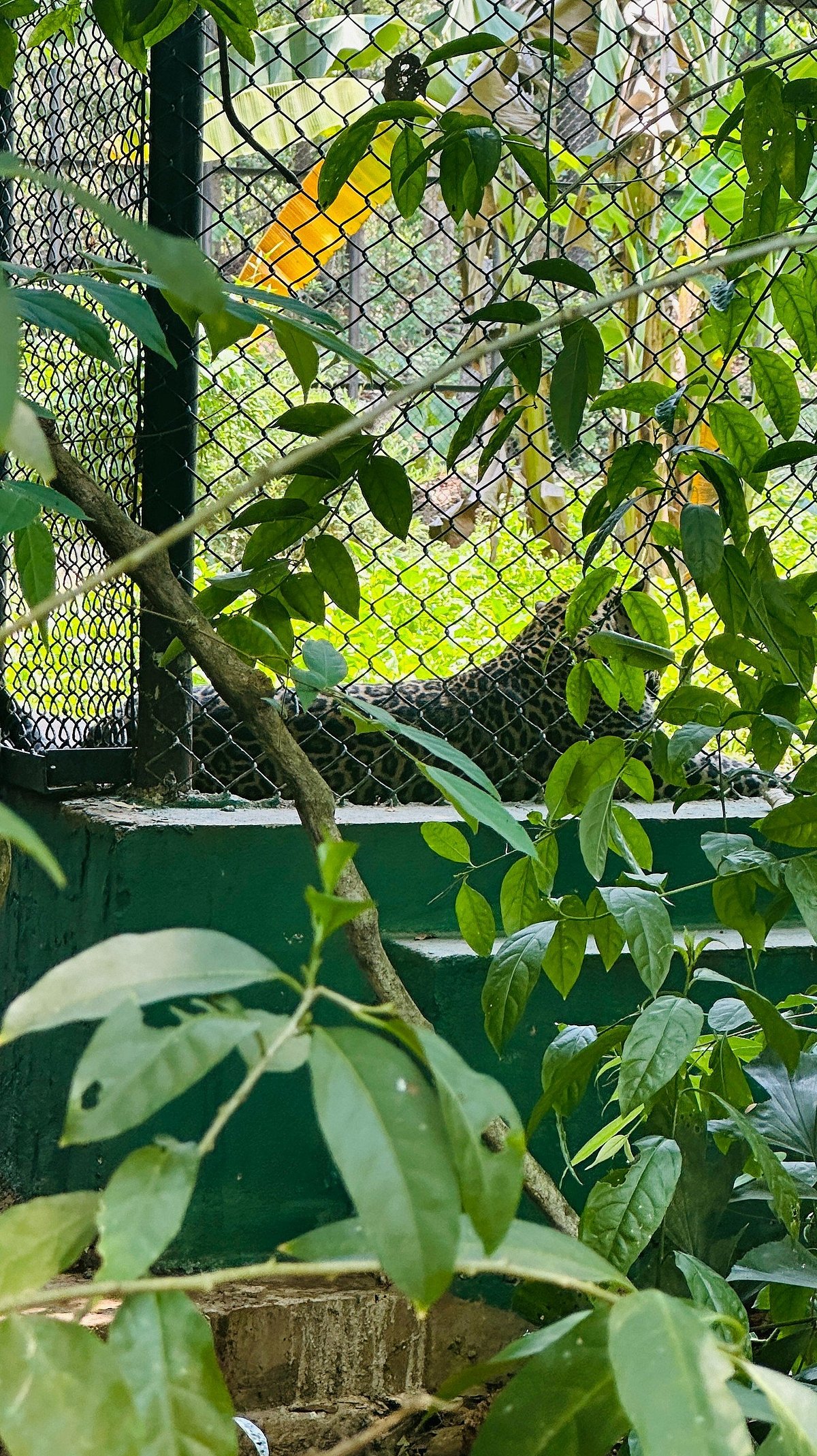 Head to Goa's Bondla Zoo for close encounters with the wild | Gomantak ...