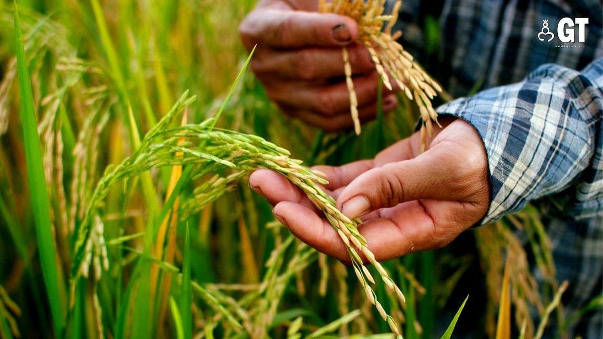 ICAR's big contribution to Goa's rice heritage | Goa ICAR | Gomantak Times