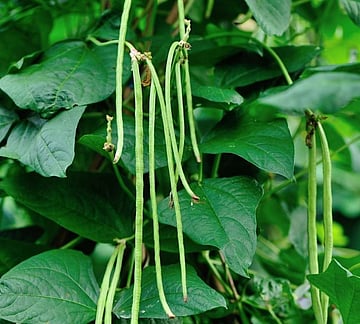 Can you guess what’s grown in Goa when it rains? | Gomantak Times