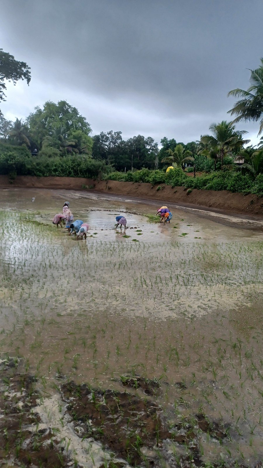 Monsoon-soaked Agassaim village in Goa is inviting | Gomantak Times