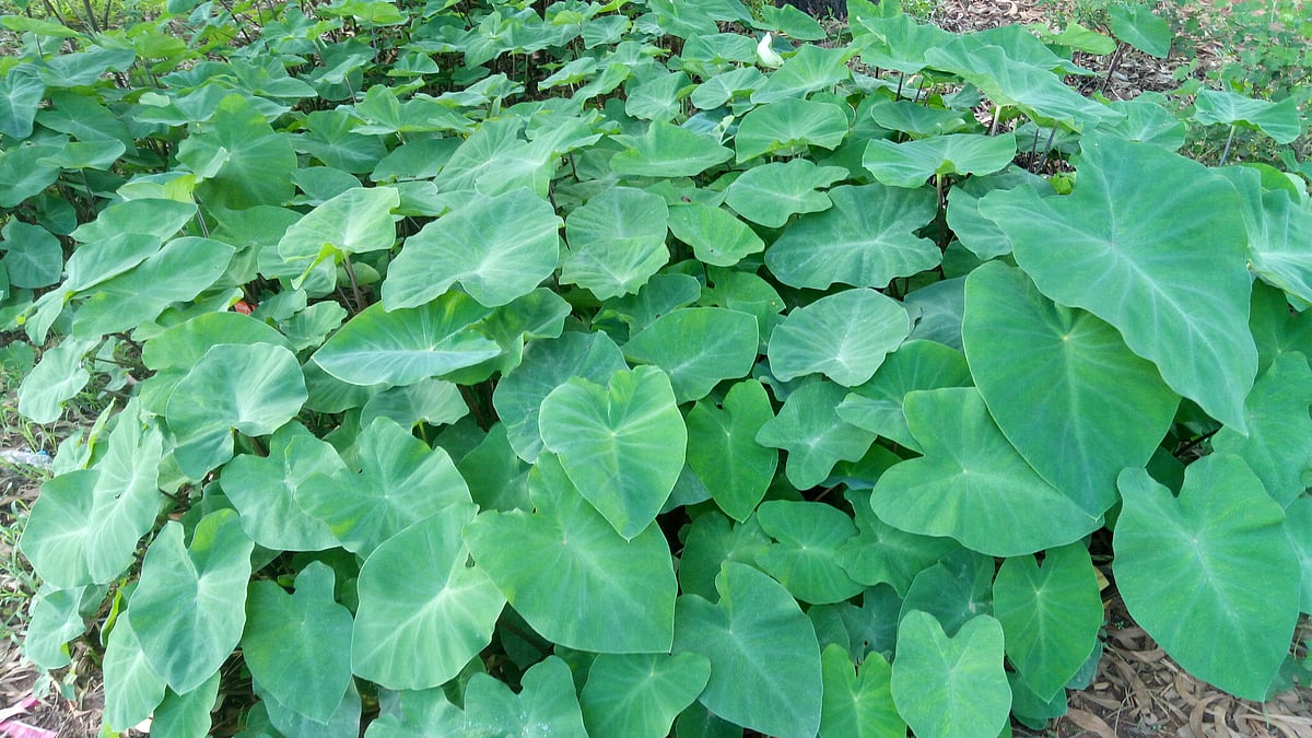 Wild and wonderful monsoon veggies of Goa | Gomantak Times