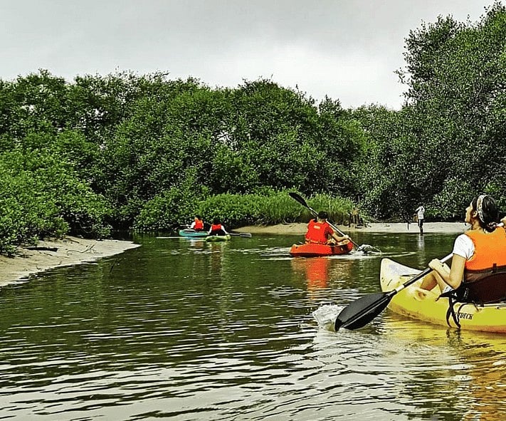 Mangrove of Goa : Beyond beaches, discover the mangroves of Goa ...