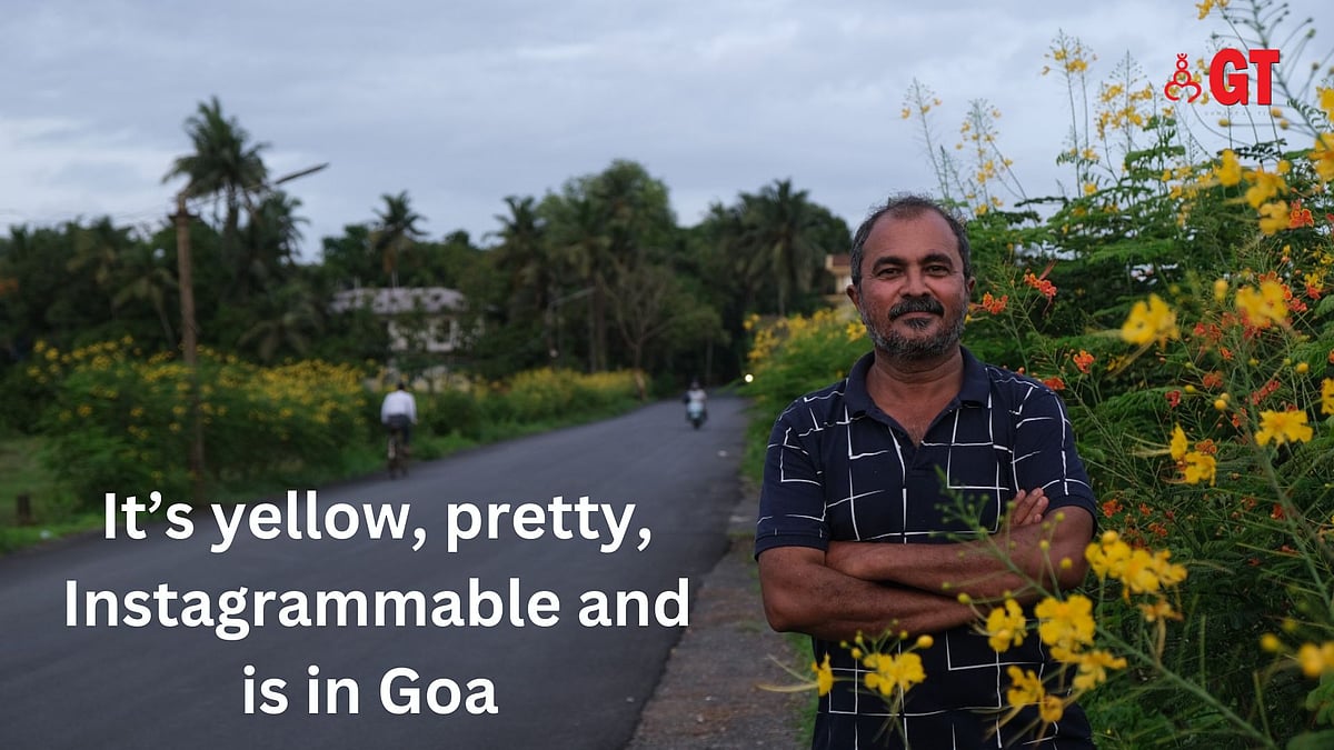 It’s yellow, pretty, Instagrammable and is in Goa | Gomantak Times