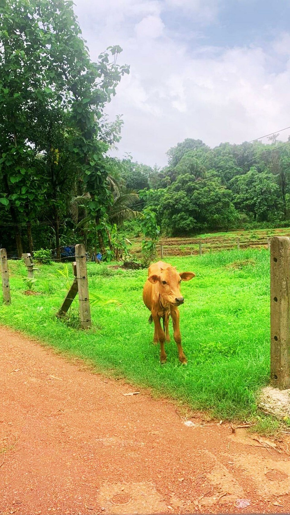 Emerald beauty of South Goa's villages in rains will bewitch you ...