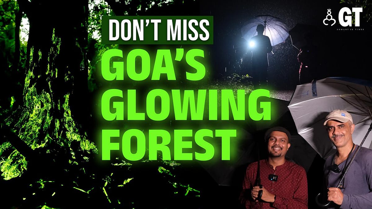 The fascinating secret behind Goa's glowing forests | Gomantak Times
