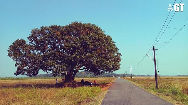 Uprooted Divar tree still rooted in Goa's memory| Gomantak Times