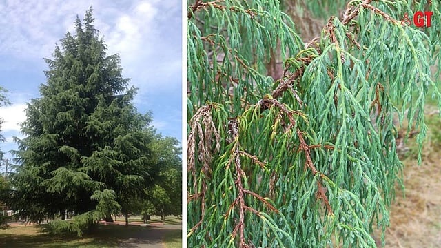 Find out which of these Himalayan plants can be seen in Goa, too ...