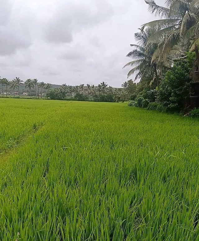 Have you heard about Goa's traditional parboiled rice? | Gomantak Times