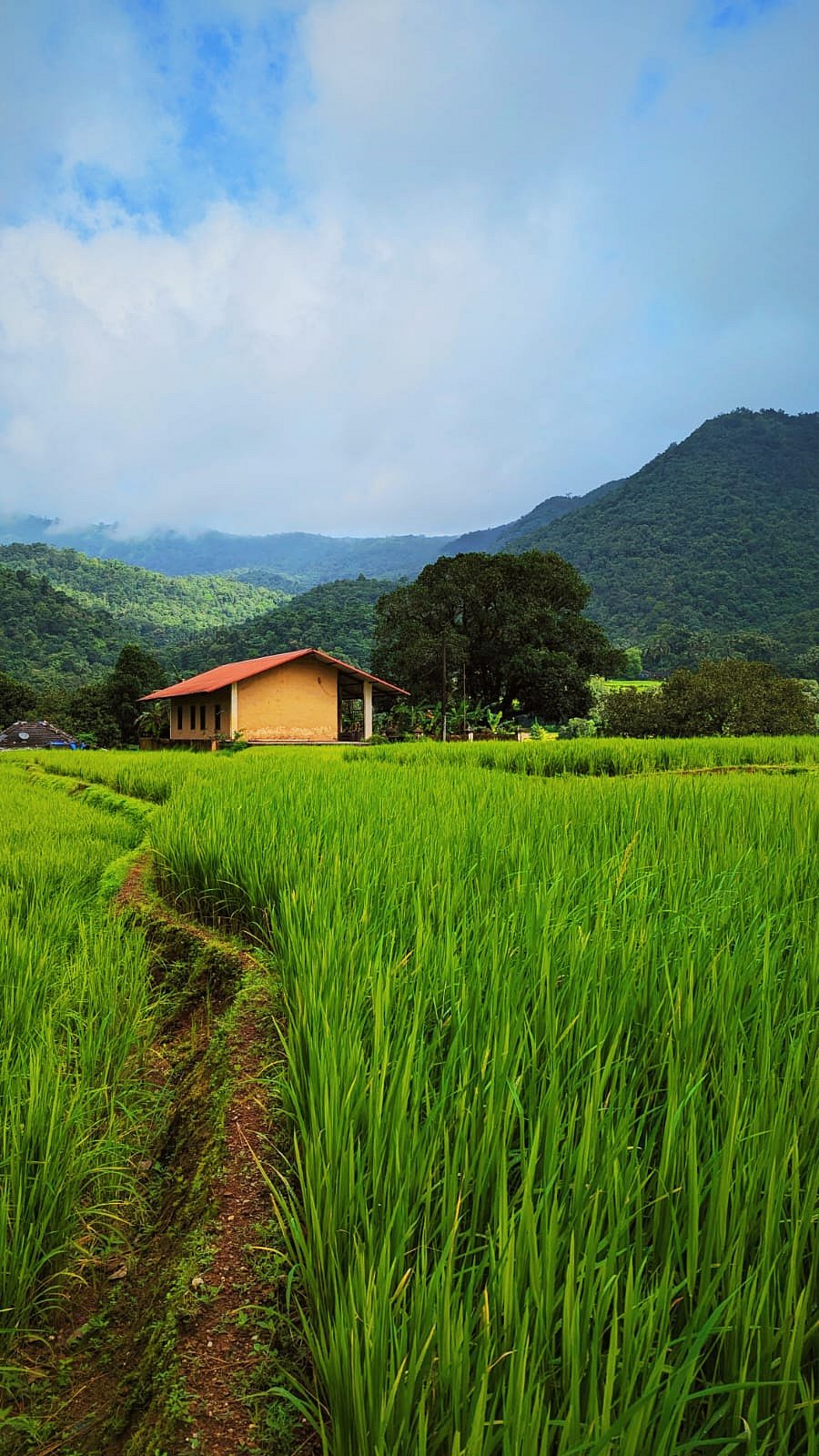 Come to Goa this winter for inner healing amidst nature | Gomantak Times