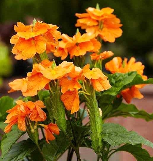 Discover Goa’s bright and beautiful ‘abolim’ flowers | Gomantak Times