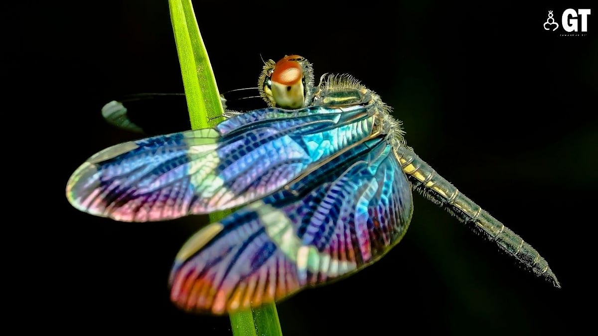 Ecologist says, Goa may hold hidden species of dragonflies | Gomantak Times