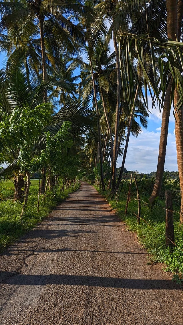 Seeking a resort in North Goa? Look no further than Ivy Morjim ...