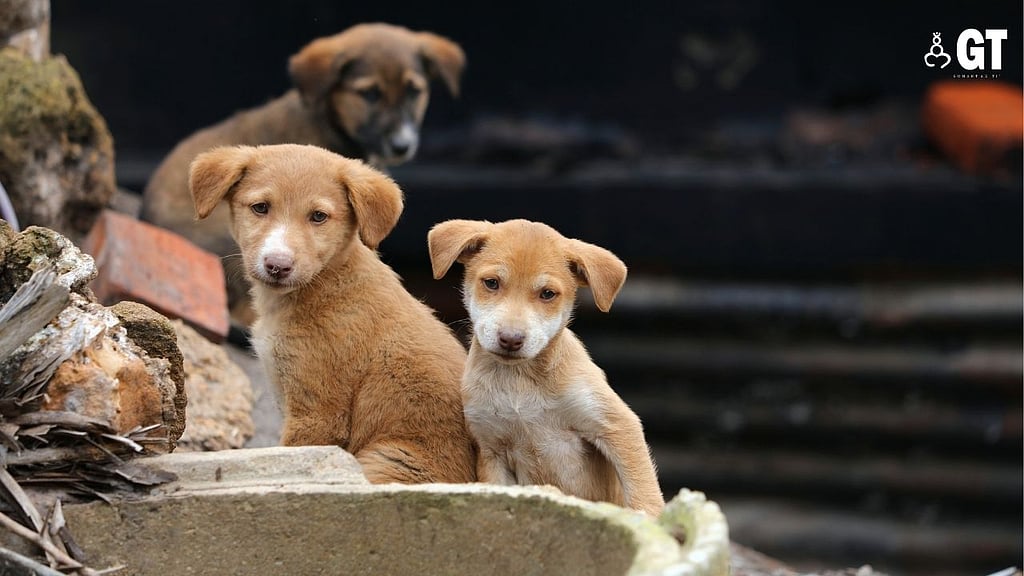 Lessons in humanity from the stray dogs of Goa|Gomantak Times