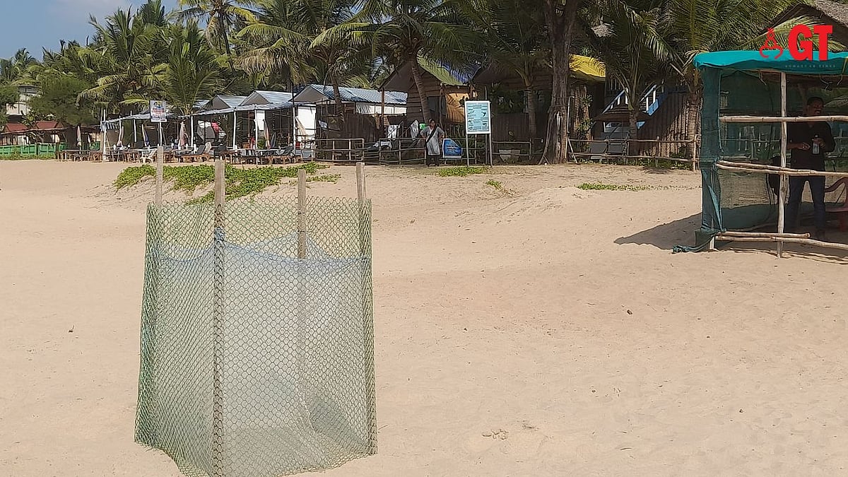Goa's Agonda celebrates first turtle nesting of the season | Gomantak Times