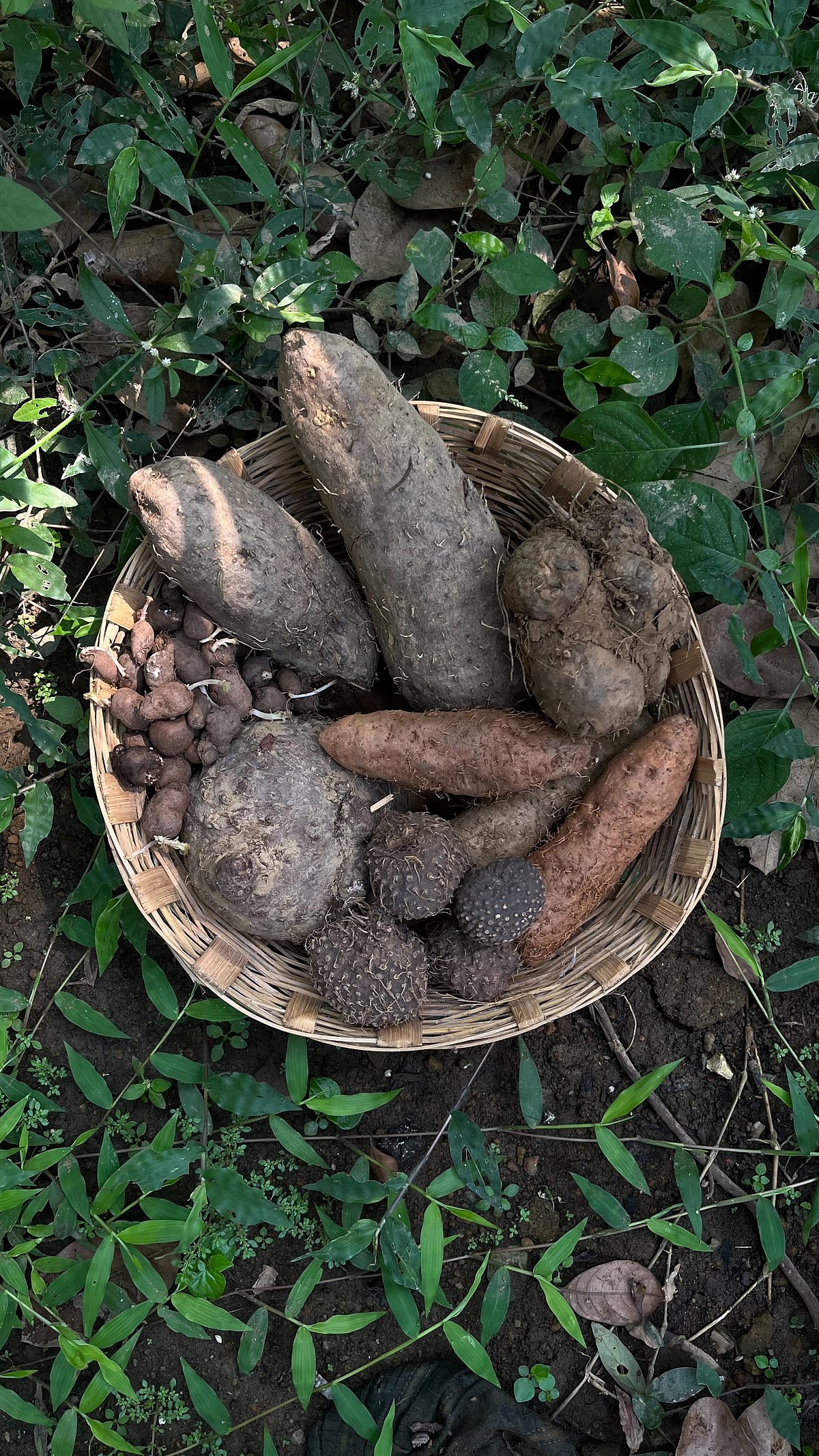 From roots to riches: The tuber diversity of Goa and Konkan | Gomantak ...