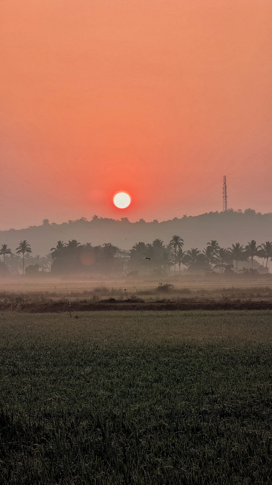 Experience a morning in Curtorim village for a true feel of Goa ...
