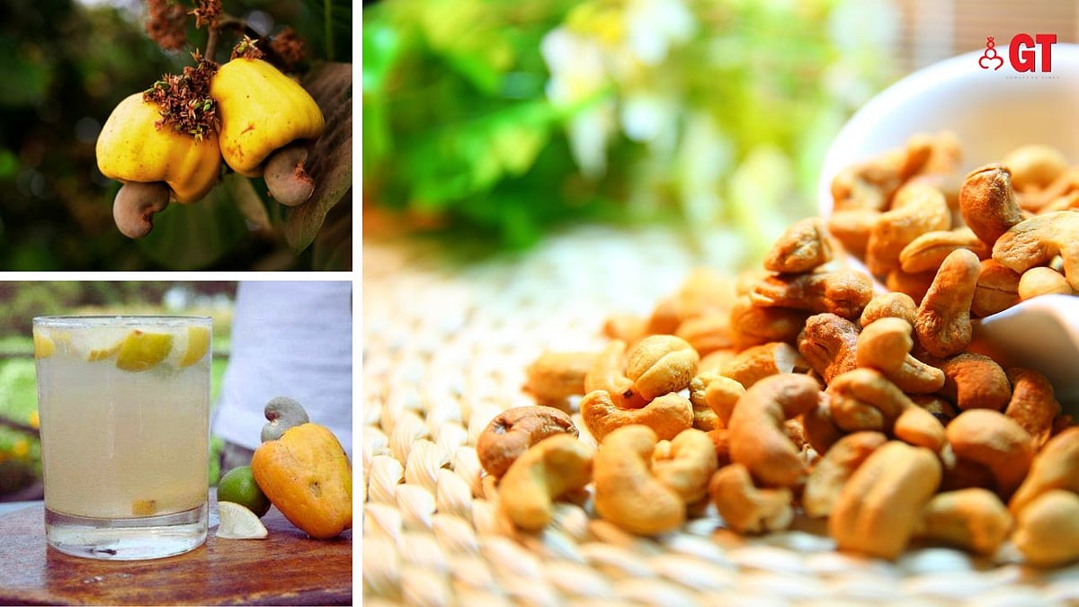 From fruit to ‘feni’, it’s the spirited season of cashews in Goa ...
