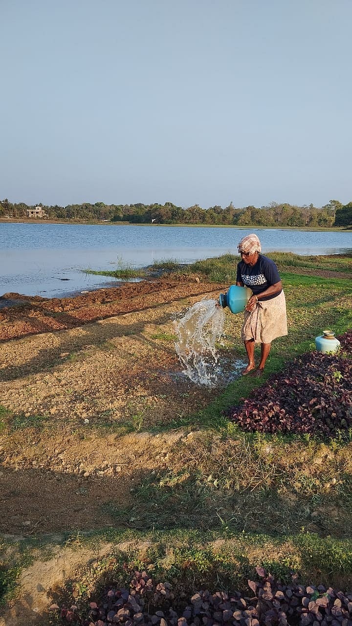 Here is what people in Curtorim are growing this season | Gomantak Times