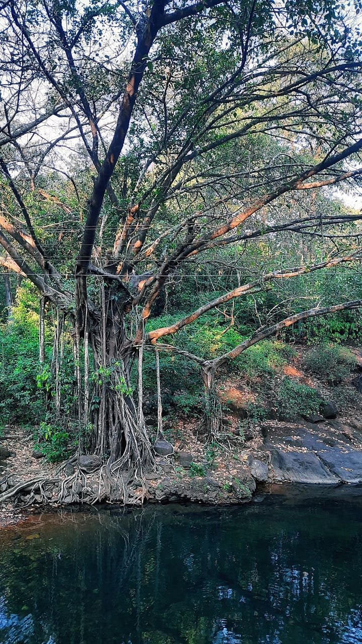 The many forms of sacred shade-givers of Goa| Gomantak Times