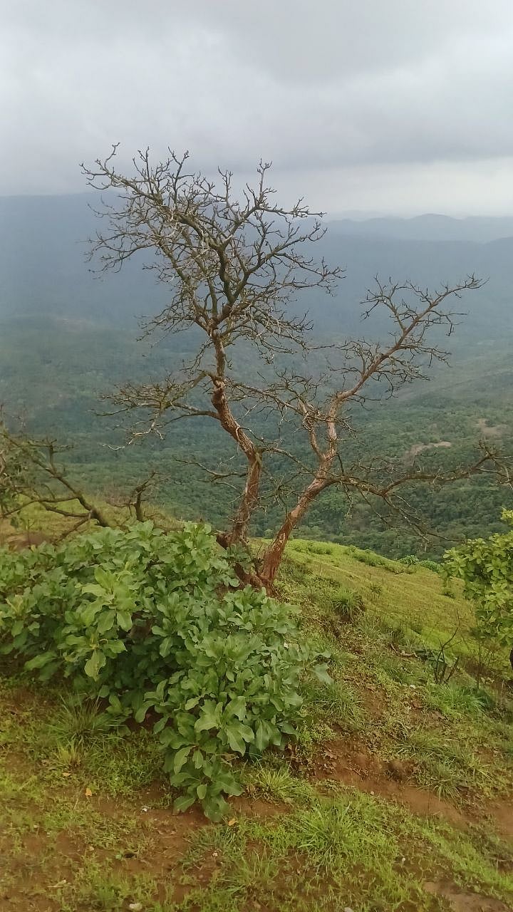 Why visit Amboli in the monsoon if you are in Goa | Gomantak Times