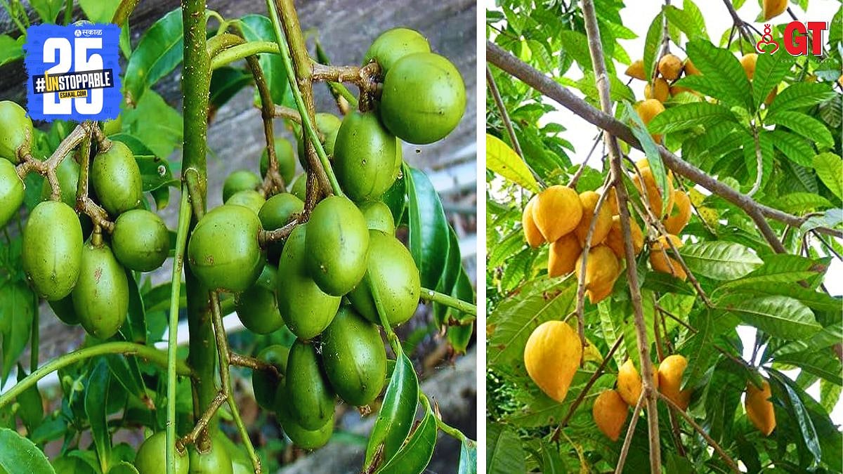 Don't miss the rain of monsoon fruits in Goa | Gomantak Times