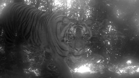 Rare Sumatran tiger, clouded leopard captured on camera