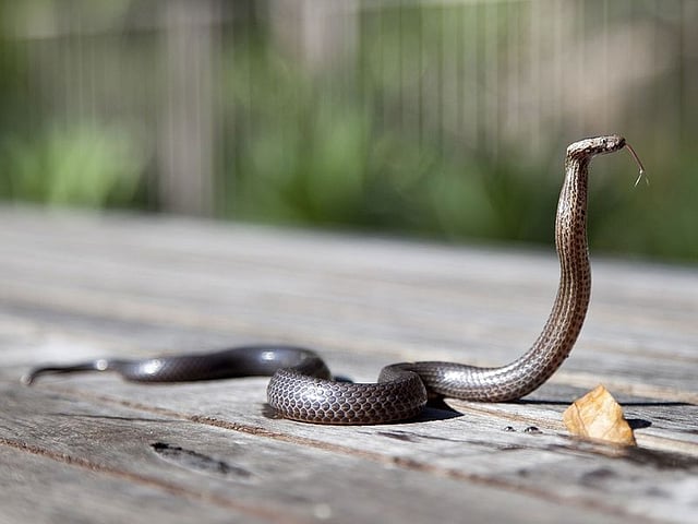 One-year-old bites cobra to death in India, survives