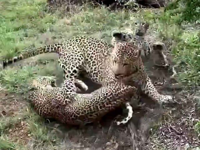 Peacemaker in the wild: Male leopard plays referee, splits up fighting ...