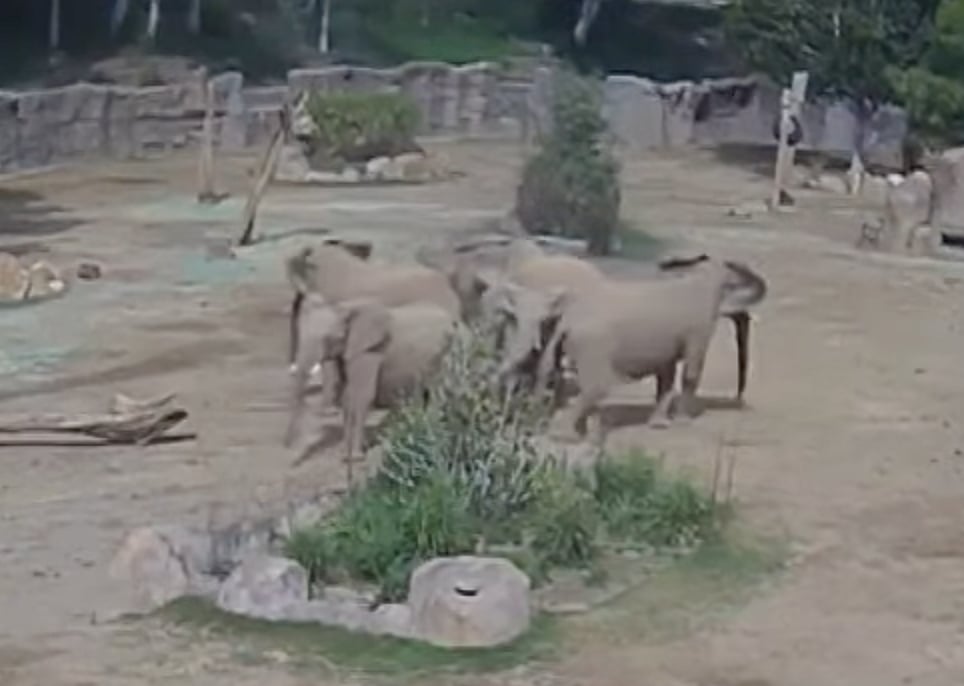 Video: Elephants go full alert mode during California quake