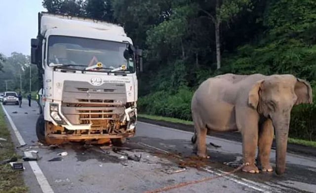 Video: Elephant’s agony goes viral after calf killed in road accident ...