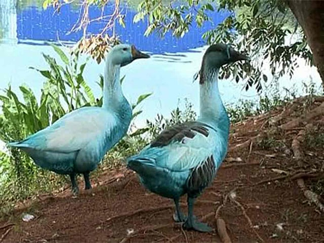 Wildlife at risk after blue dye spill contaminates Jundiai river in Sao ...
