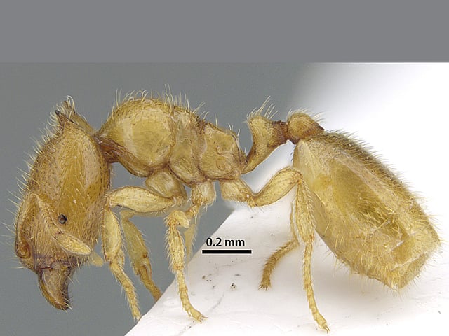 Rare ant species discovered in Sharjah