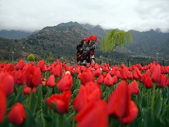 Watch: Asia's largest Tulip Garden opens in Srinagar on March 26