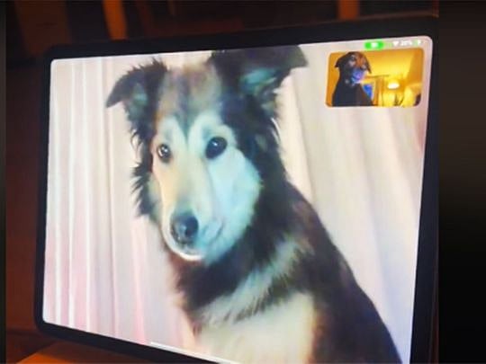Watch: Long-distance dog besties FaceTime, video goes viral on TikTok