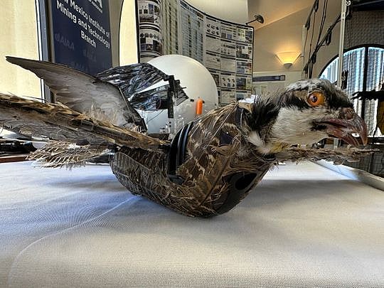 Dead birds get new life: New Mexico researchers develop taxidermy bird ...