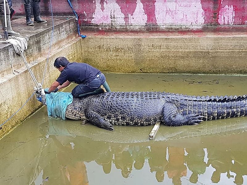 Scientist Grabbed Killed By 17foot Crocodile She Was