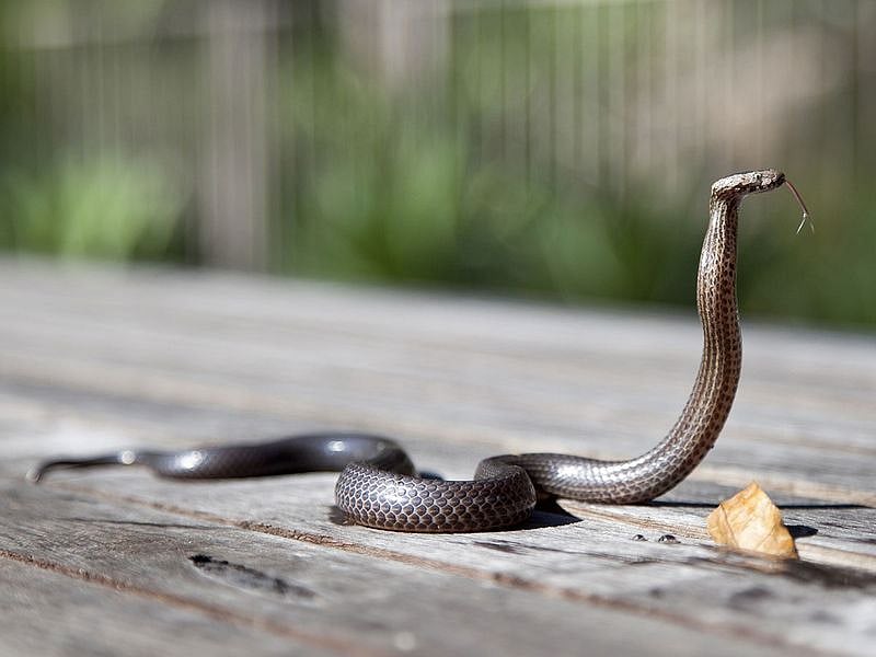 Indian software engineer, 41, dies after venomous snake hides in his ...