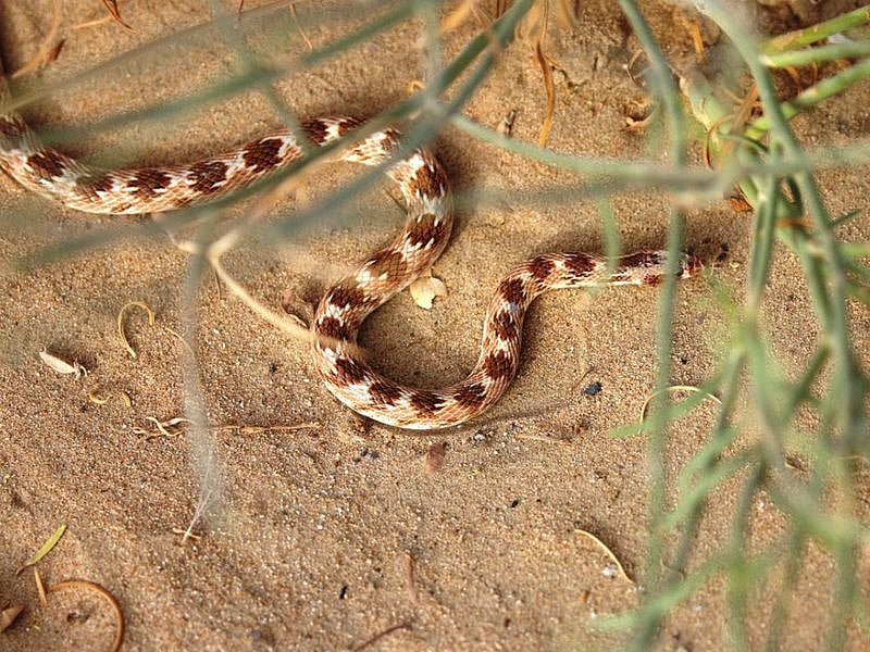Uae Desert Snake A Large Gulf Sea Snake Slowly Making Its Way Back To