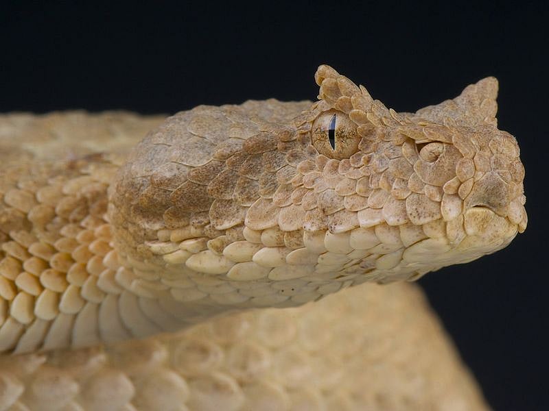 Uae Desert Snake A Large Gulf Sea Snake Slowly Making Its Way Back To