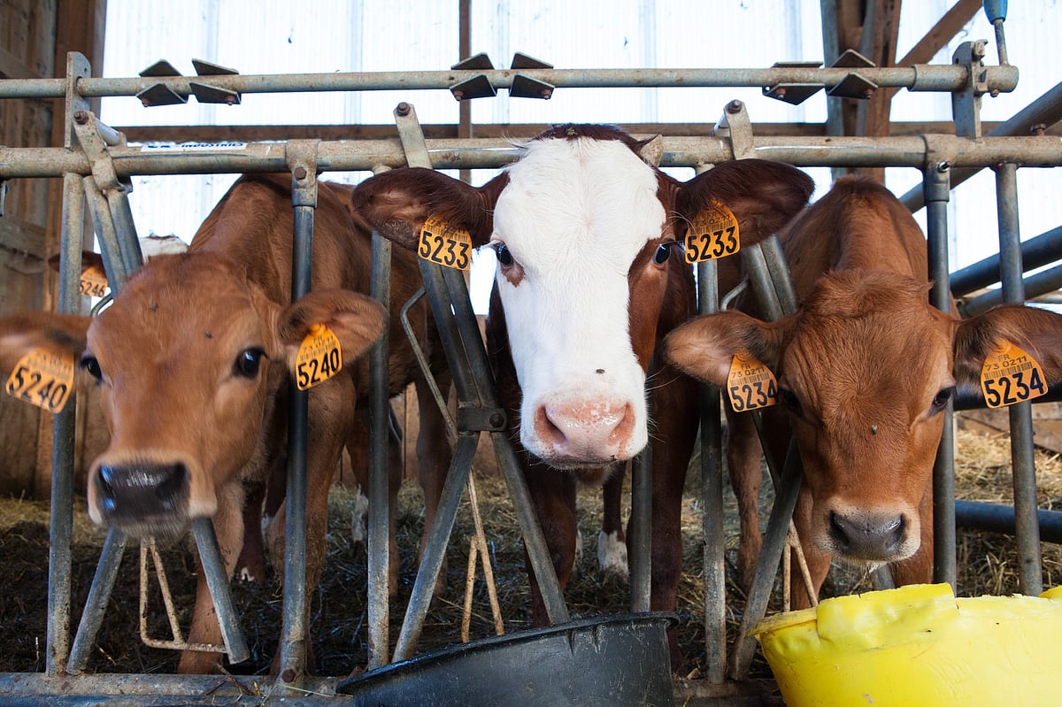 ARMS Group's Wisdom Veterinary secures distribution partnership with ...