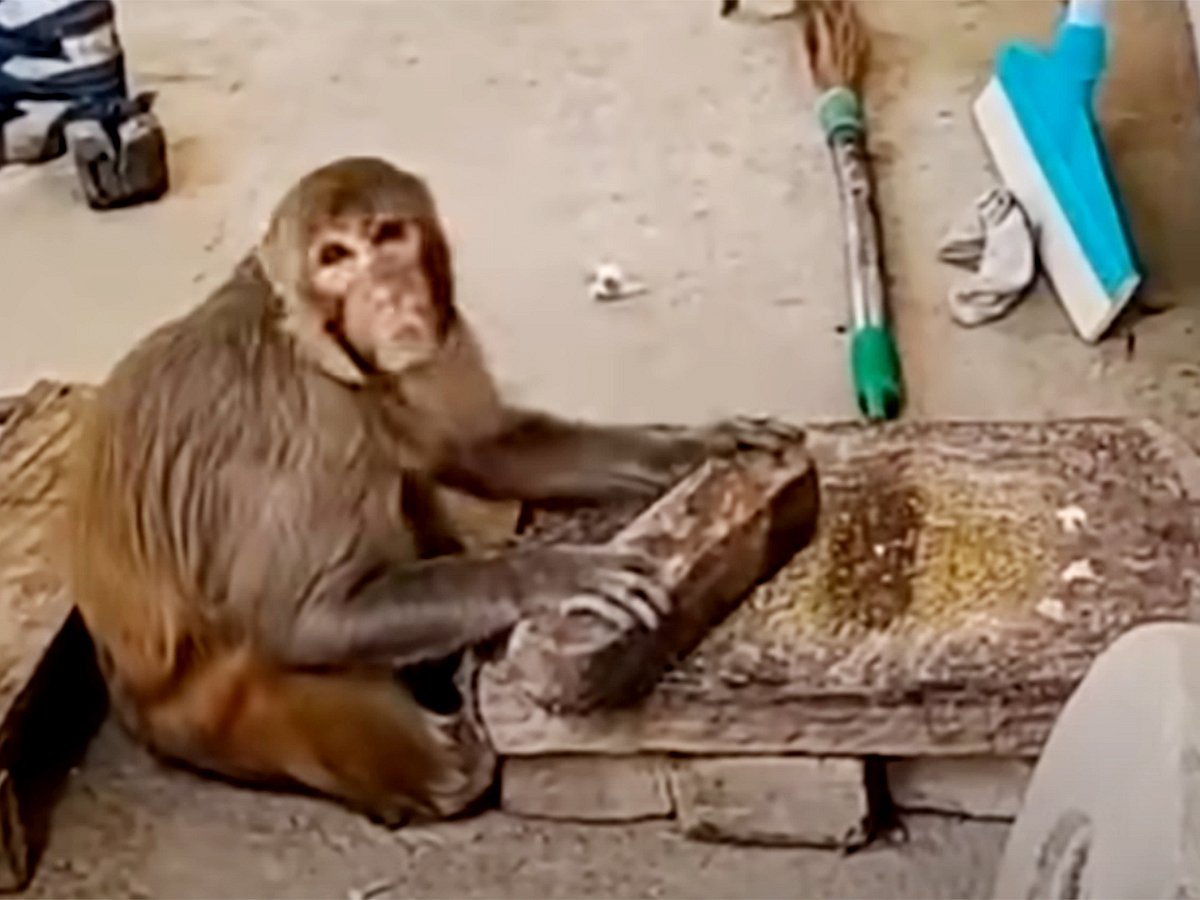 Stranded to stardom: Meet Rani, a monkey who masters household chores
