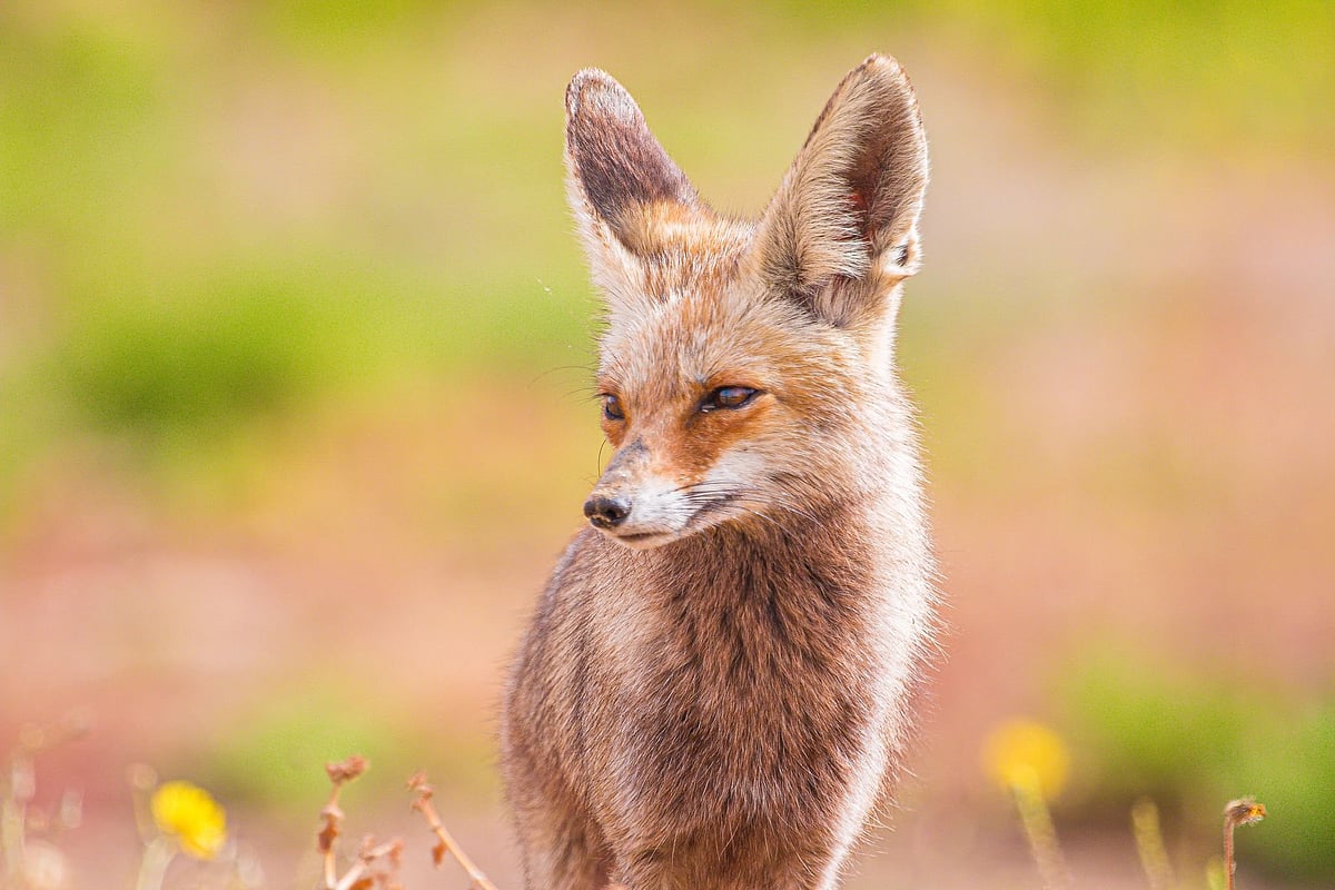 Rare Sightings: Kuwait's Arabian red fox population on the rise