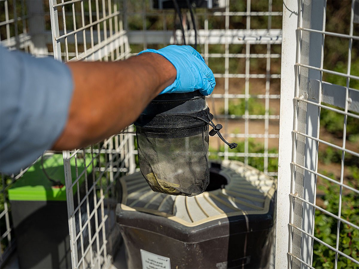 Dubai Municipality installs smart traps to control mosquitoes, other ...