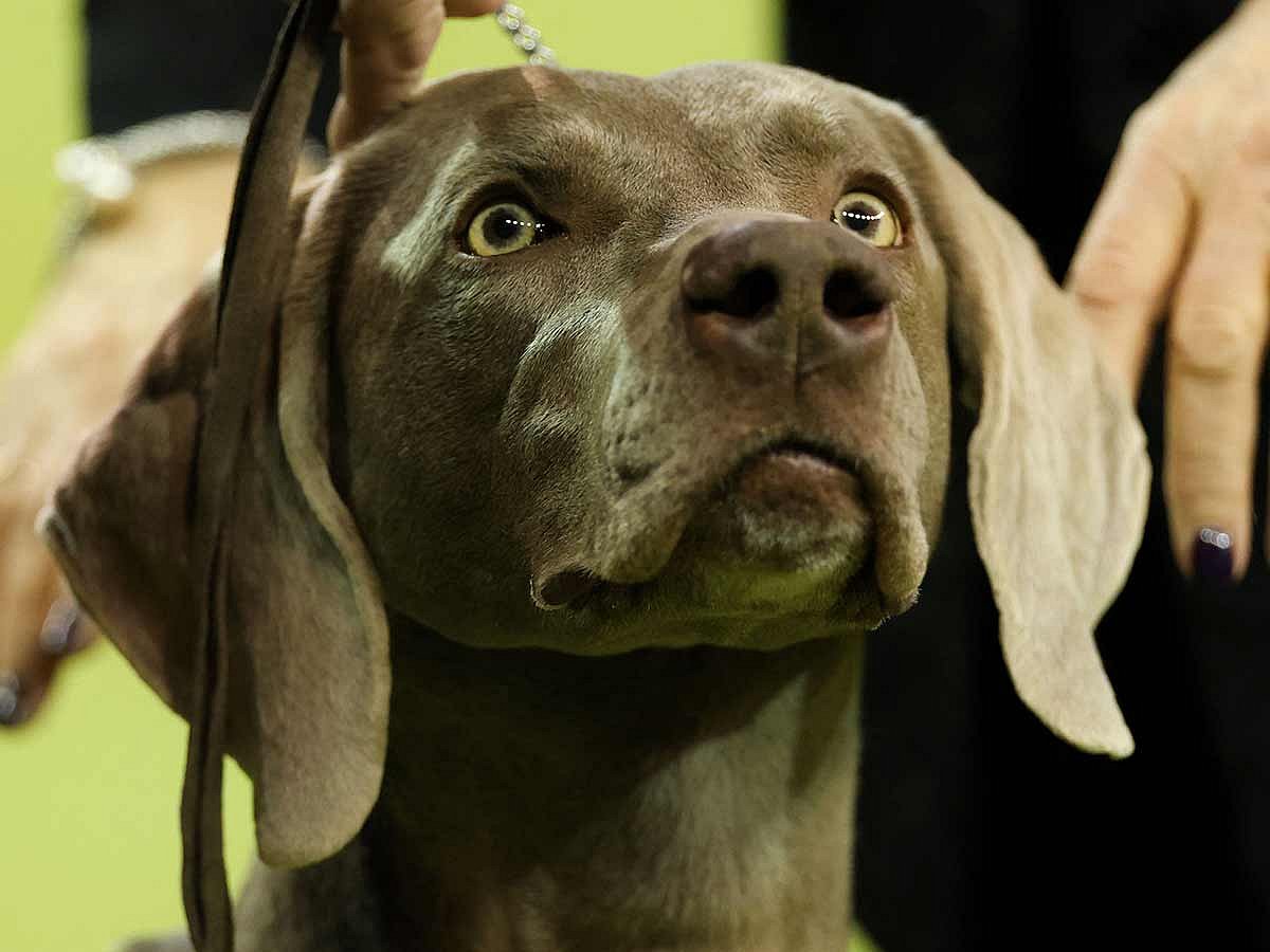 Scientists reveal how to make dogs pay attention