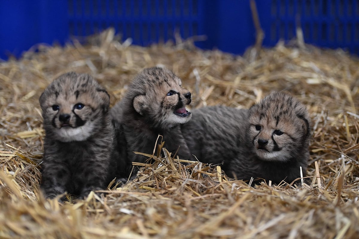 Watch: First cheetah birth in Europe in 2025
