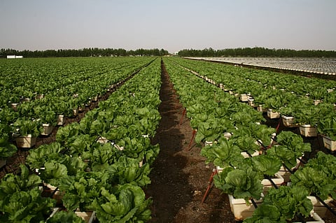 Gulfood 2025: UAE's farms deliver fruits, veggies fresh - and at lower ...